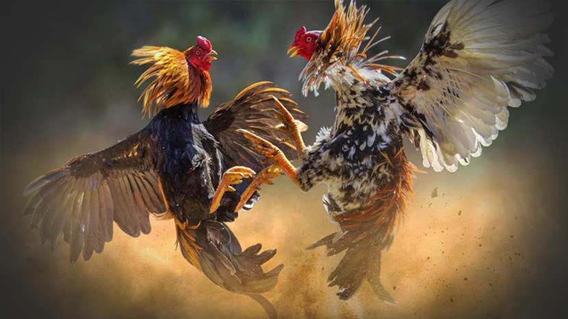 Yuk main sabung ayam online bersama Sbobet88 - SBOBET88